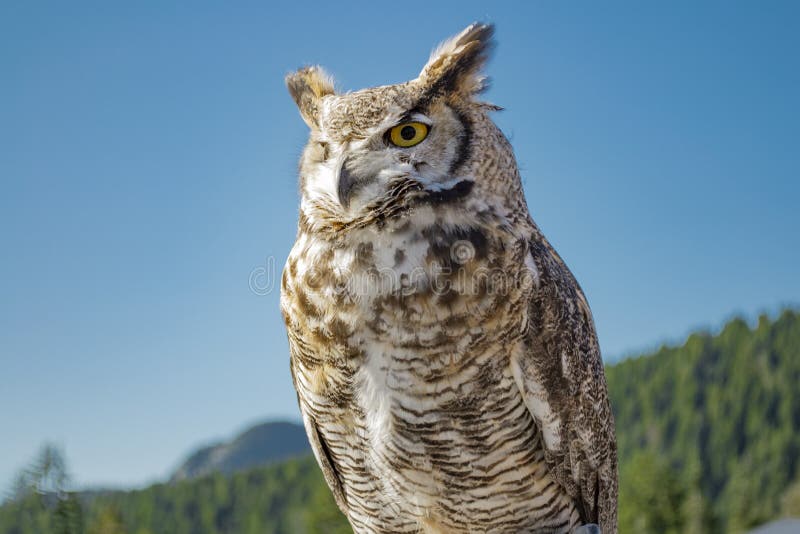 Great Horned Owl in Vancouver, BC Canada Stock Image - Image of gate ...