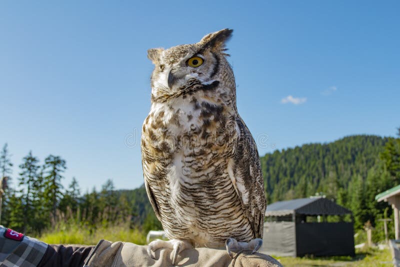Great Horned Owl in Vancouver, BC Canada Stock Photo - Image of great ...