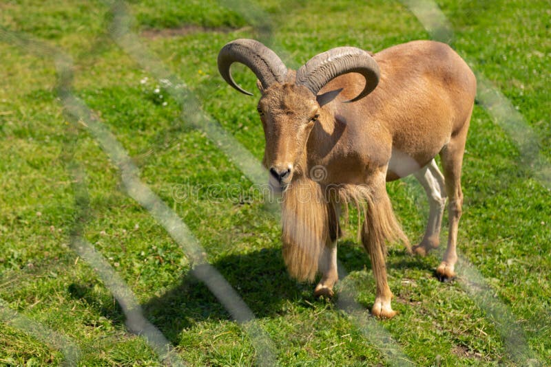 The Great Horned Ram Boasts Greatness with Its Horns Stock Photo ...