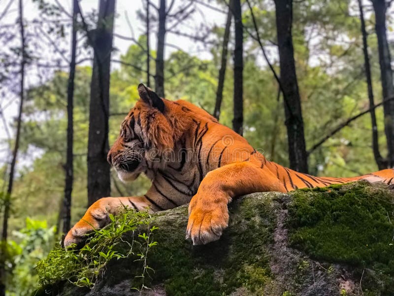 The Great Hunter stock image. Image of stone, brown - 115864281