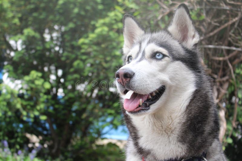 Great husky look stock photo. Image of terrier, sports - 252727458