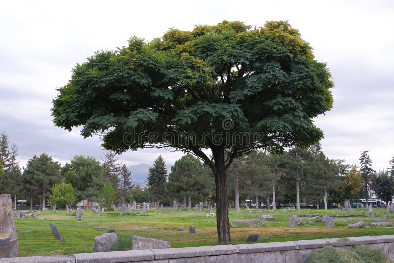 Great imposing tree stock photo. Image of evergreen - 255850812
