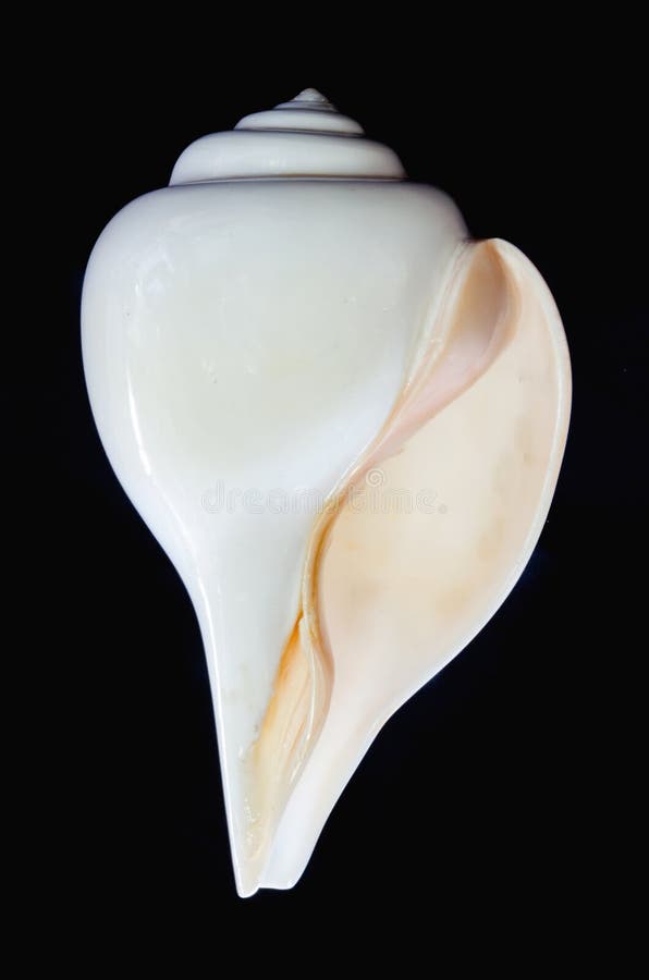 Valampuri Shank or Great Indian Chank Seashell Stock Image - Image of ...