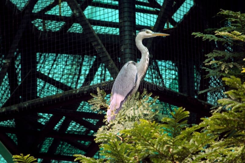 Great Indian Grey Stork stock image. Image of zoological - 137788679