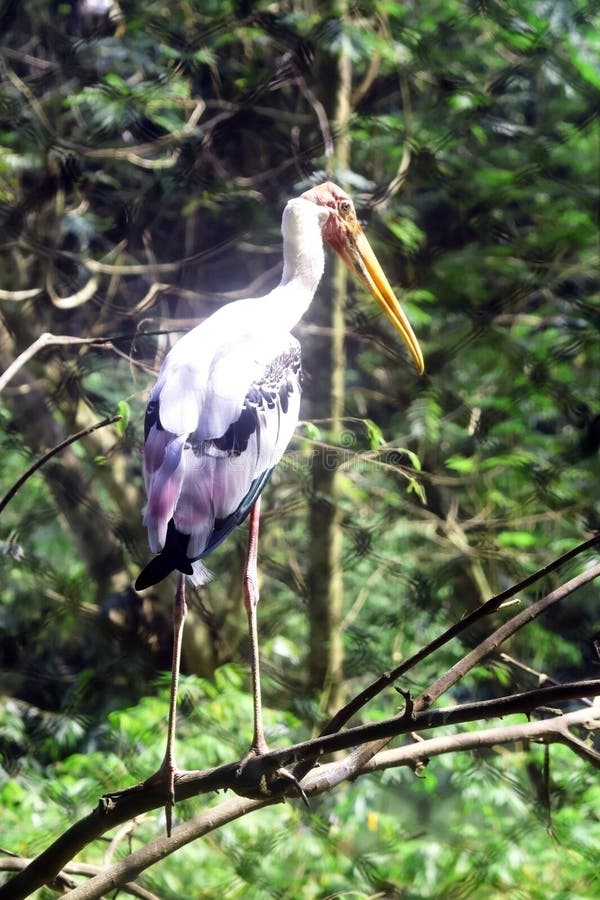 Great Indian Painted Stork stock image. Image of park - 297996367