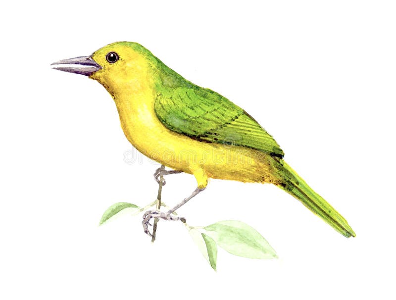 Great Iora Stock Illustrations – 1 Great Iora Stock Illustrations ...