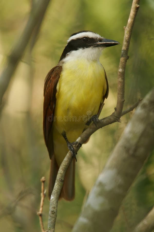 Great Kiskadee stock photo. Image of american, north - 19863474
