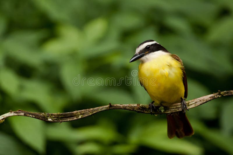 Great Kiskadee stock photo. Image of great, tropics, kiskadee - 28255894
