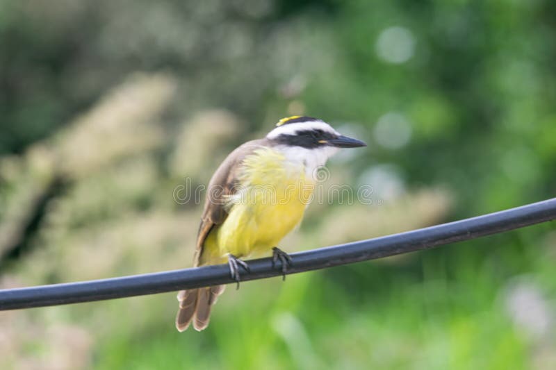 Great Kiskadee Bird Perched on a Black Cable Stock Photo - Image of ...