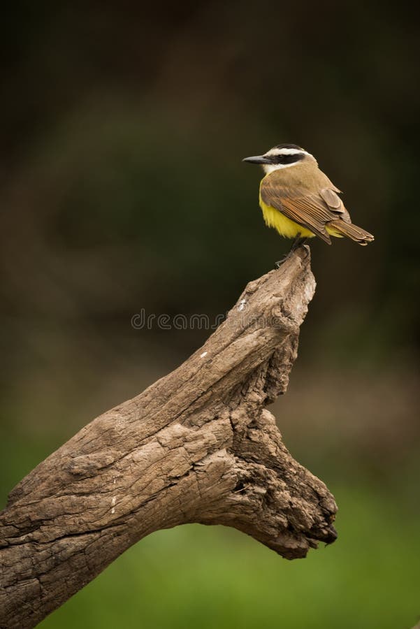Great Kiskadee on Dead Branch Facing Left Stock Image - Image of brazil ...