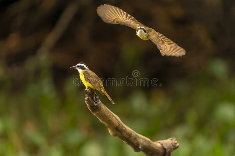 Great kiskadee in flight stock image. Image of jofre - 344009663