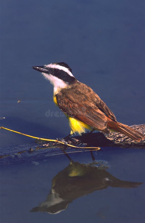 Great Kiskadee Flycatcher stock photo. Image of texas - 10806724