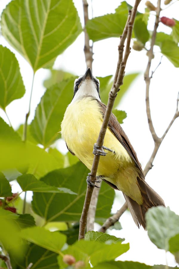 Greater Kiskadee Flycatcher Displaying Stock Photo - Image of crown ...