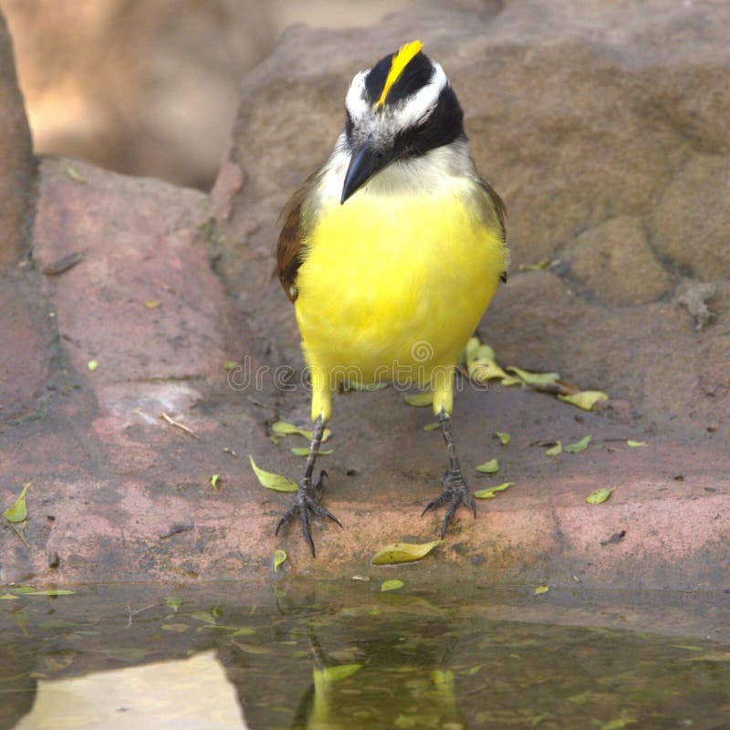 Great Kiskadee Perched by a Water Source with Natural Surroundings ...