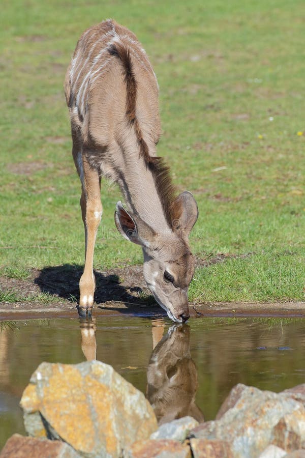 Great Kudu Antelope Drinking Stock Photo - Image of animal, meadow ...