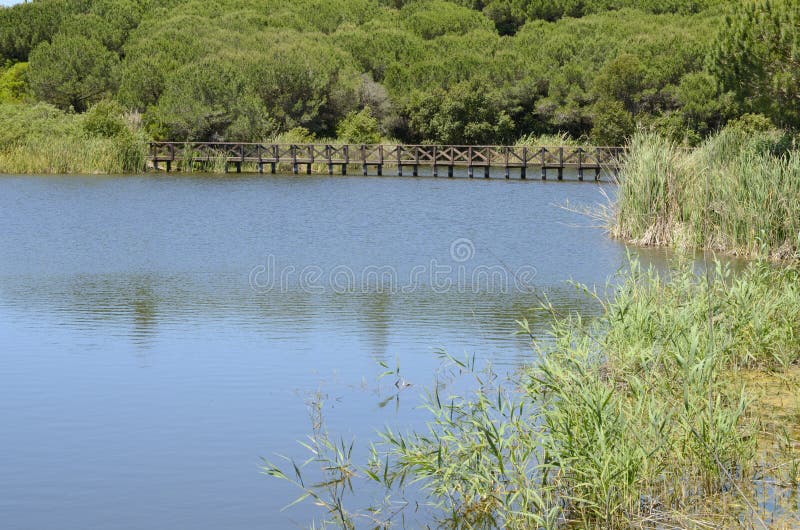 Great lake in golf course stock image. Image of bridge - 33883061
