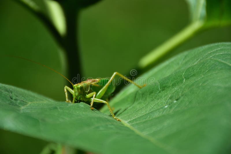 Locust eats wheat crop stock image. Image of insect, green - 20195325
