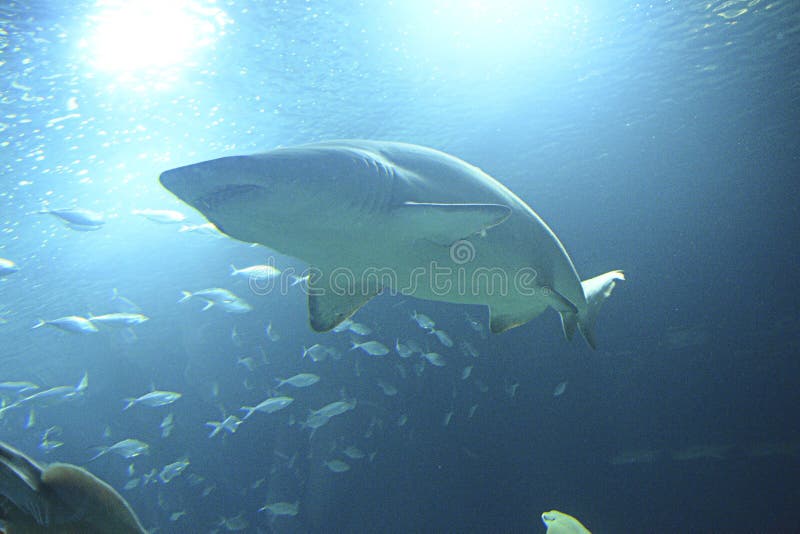Great Lone Shark in the Ocean Great Teeth Stock Image - Image of africa ...