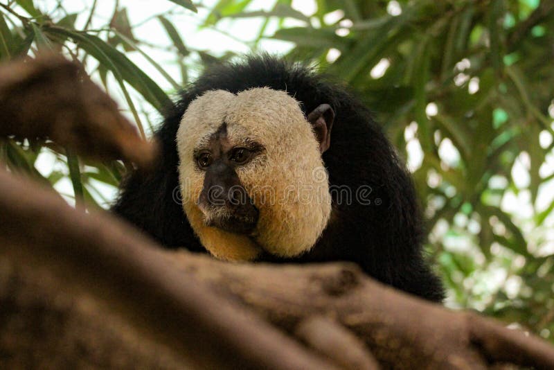 A Great Look at a White Faced Saki Monkey Behind in Trees Stock Photo ...