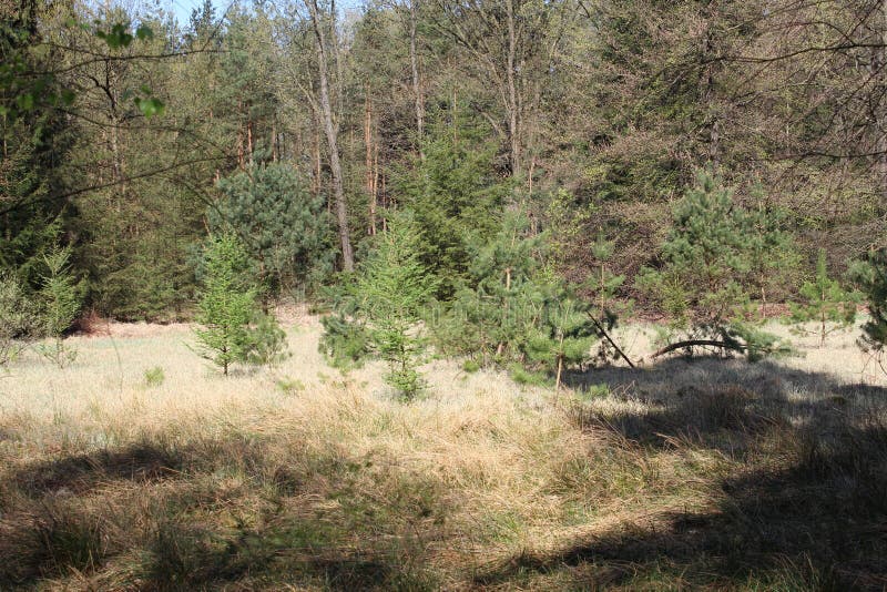 Opening in a Forest stock photo. Image of pine, trees - 114916048