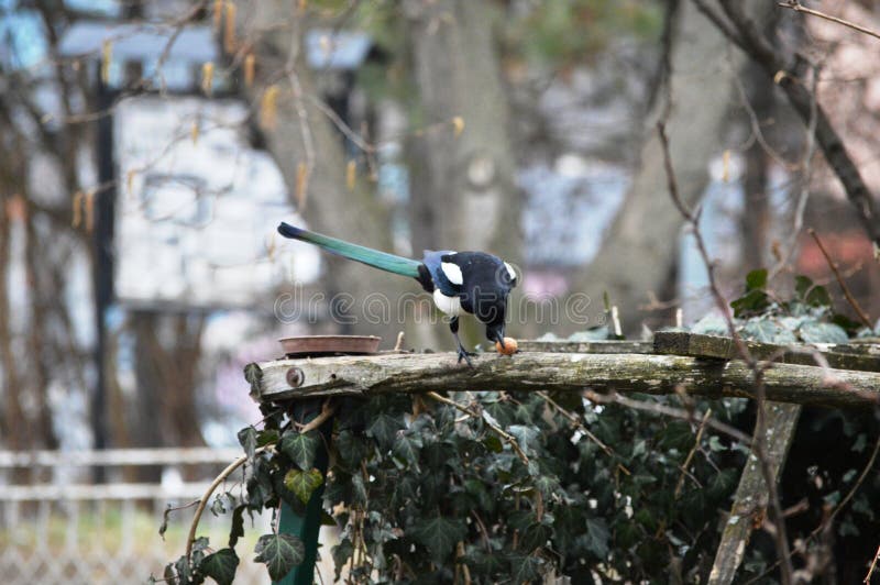 Great Magpie Eating Nuts Feeder Stock Photos - Free & Royalty-Free ...
