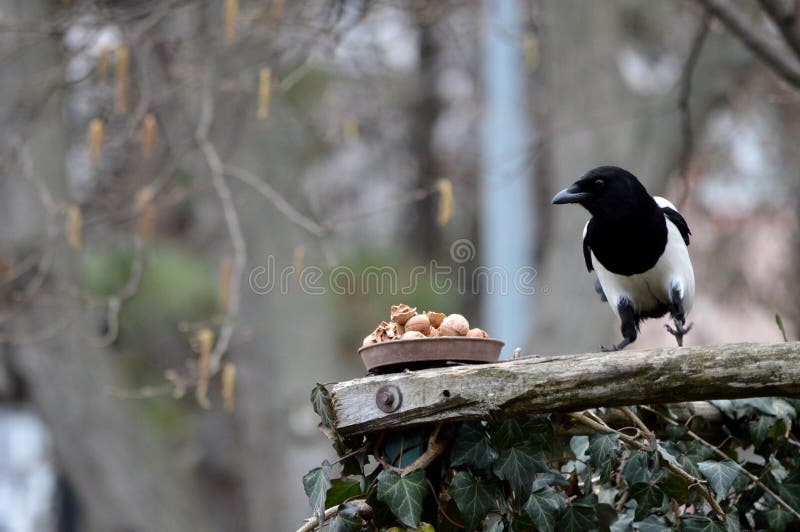 Great Magpie Lands on a Feeder Stock Image - Image of finch, twig ...