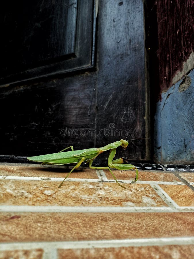 Great Mantis Insect stock photo. Image of mantis, great - 225094976