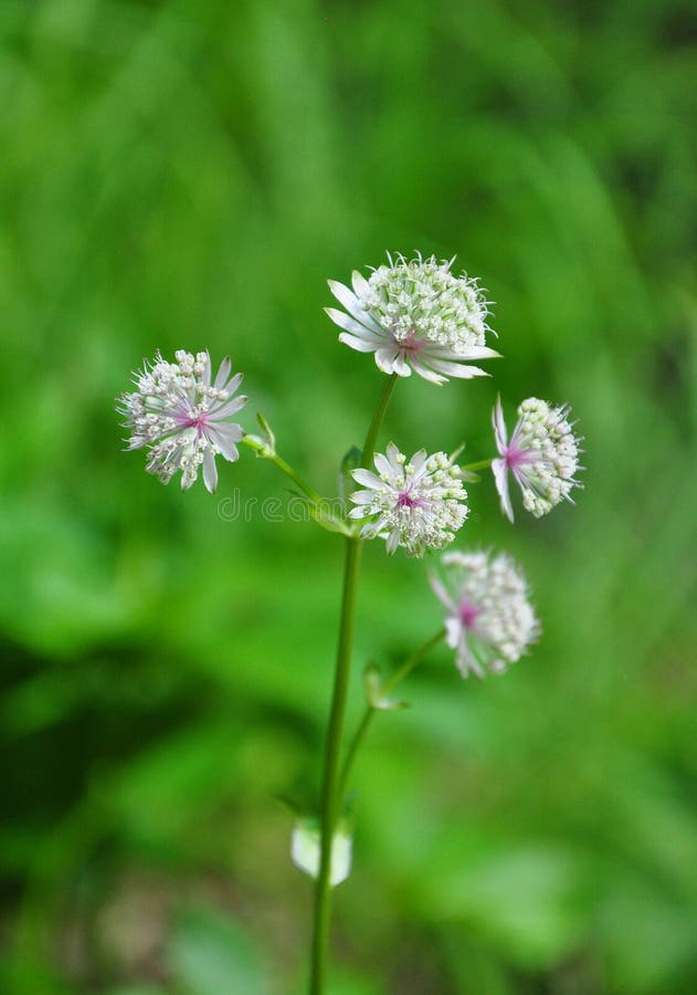 Great Masterwort (Astrantia Major) Stock Image - Image of masterwort ...