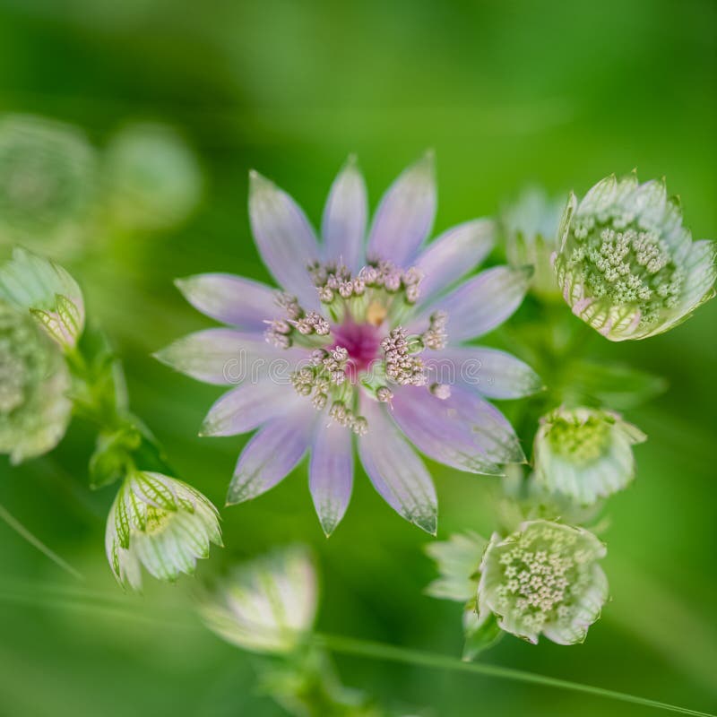 Great Masterwort, Astrantia Major Stock Image - Image of daylight ...