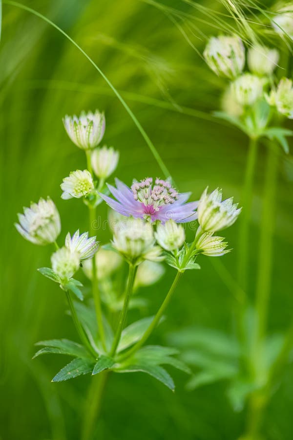 Great Masterwort, Astrantia Major Stock Image - Image of masterwort ...
