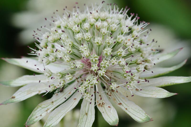 Great Masterwort Astrantia Major Stock Photo - Image of beautiful ...