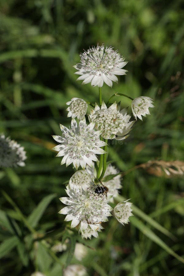 Great masterwort stock photo. Image of vegetal, flora - 84567948