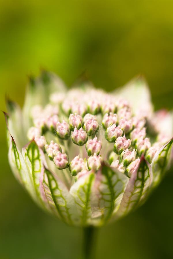 Great Masterwort flower stock photo. Image of close, macro - 25529938