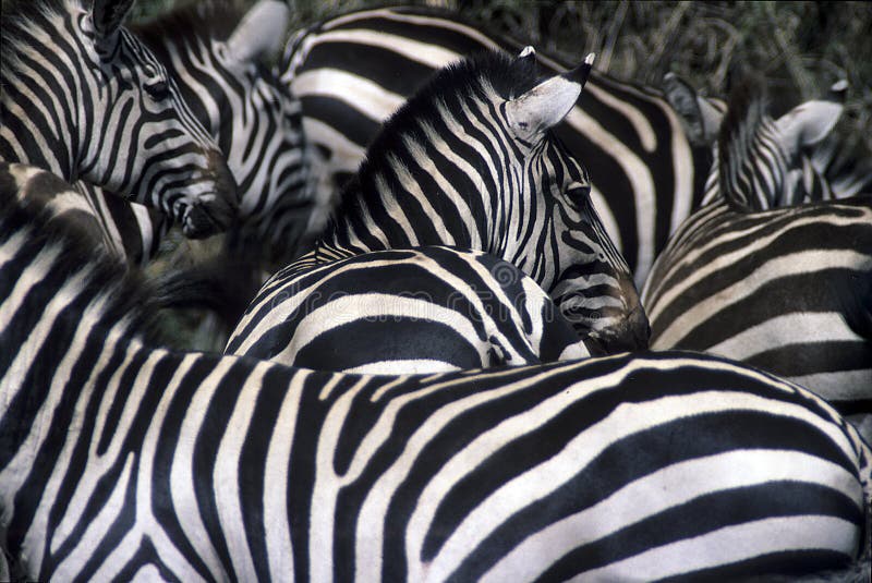 The Great Migration stock photo. Image of migration, wildlife - 11078824