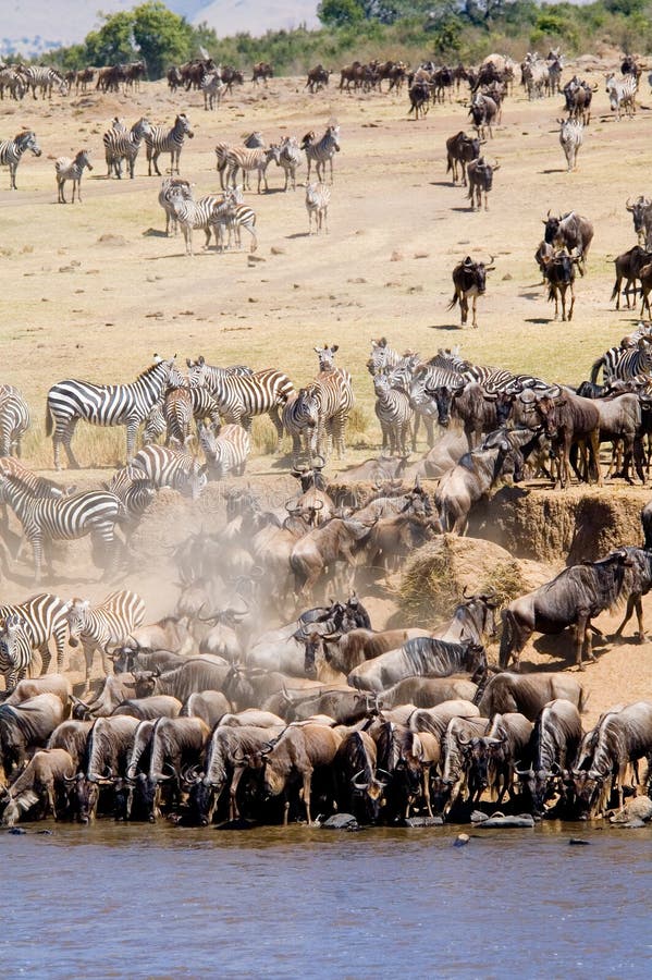 The Great Migration stock image. Image of natural, mara - 1822699