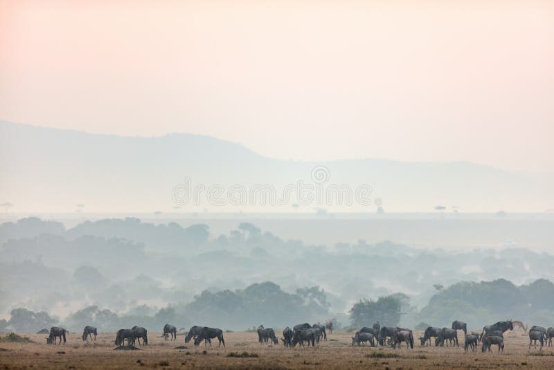 Great migration in Kenya stock image. Image of kenya - 98756317