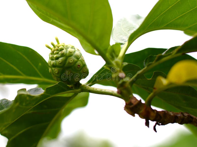 Noni Morinda citrifolia stock photo. Image of citrifolia - 94355836