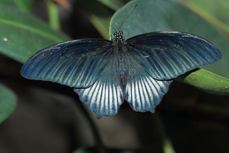 Great mormon butterfly stock photo. Image of asia, mormon - 261179204