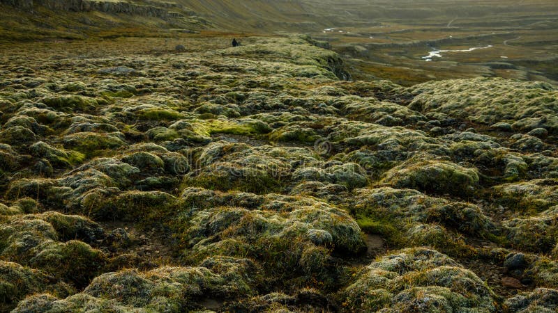 Great Mossy on the Rock and Slow Shutter for the Water Flow Stock Image ...
