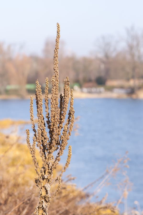 The Great Mullein or Common Mullein Verbascum Thapsus Stock Photo ...