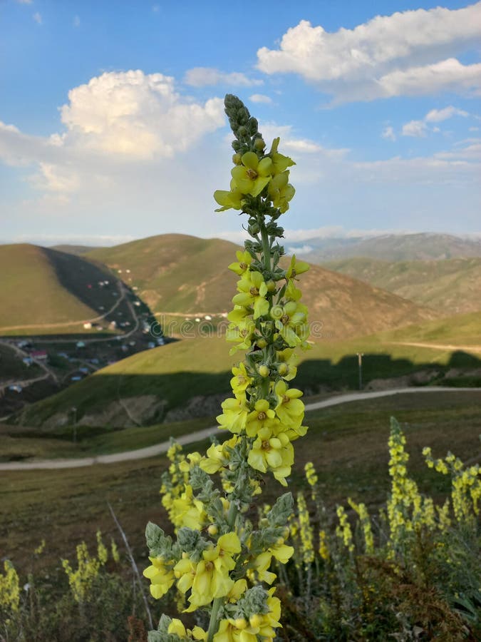 Flowering of the Great Mullein Stock Image - Image of wildlife ...