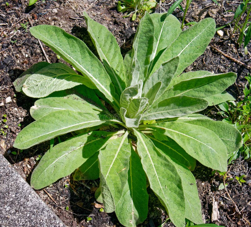 Great mullein plant stock photo. Image of biennal, woolly - 320375022