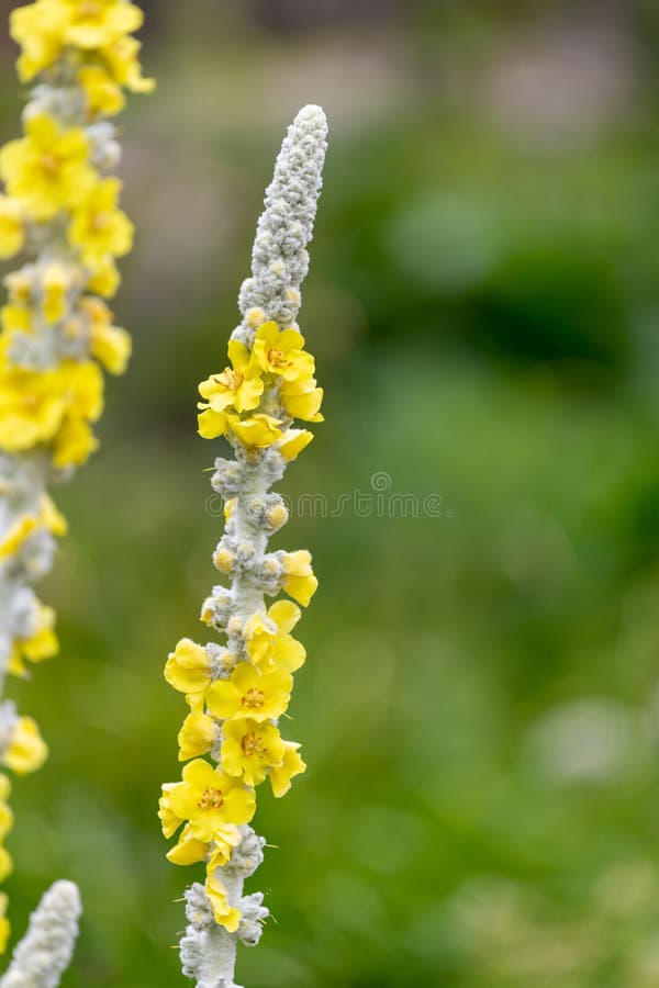 Great Mullein Verbascum Thapsus Flower Stock Photo - Image of plant ...