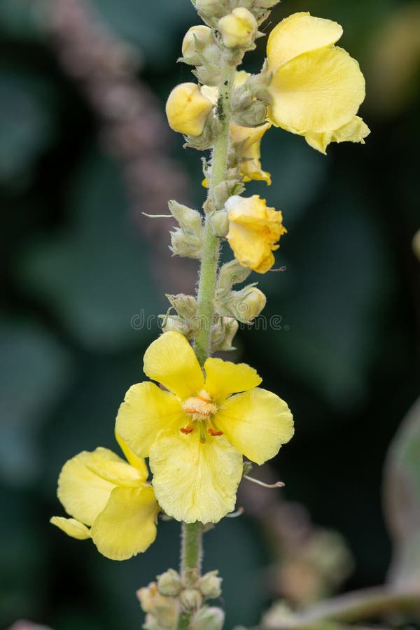 Great Mullein (verbascum Thapsus) Flower Stock Image - Image of bloom ...