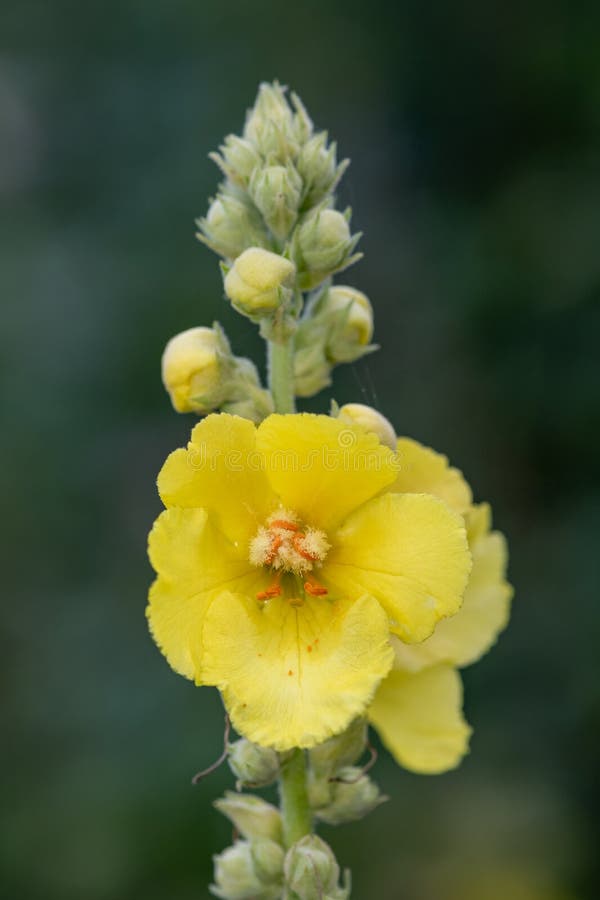 Great Mullein (verbascum Thapsus) Flower Stock Photo - Image of inflorescence, beauty: 350793148