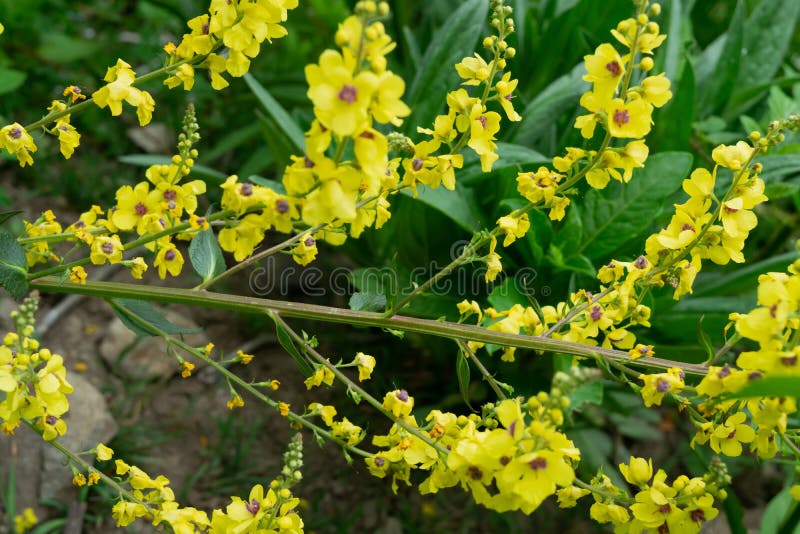 Yellow Flowers of Great Mullein in the Field, Close-up. Stock Photo ...