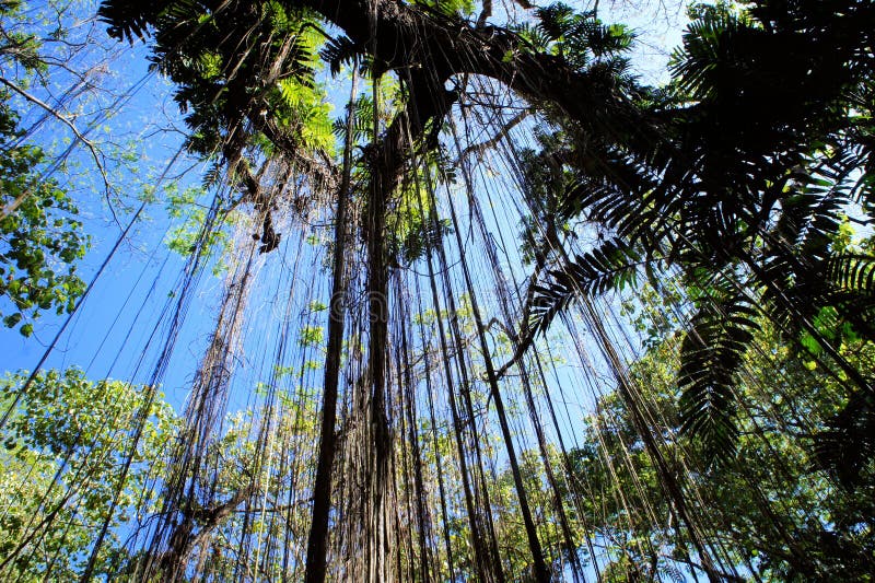 Great Narra Tree and Vegetation. Philippines Stock Image - Image of ...