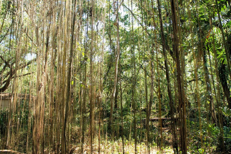 Great Narra Tree and Vegetation. Philippines Stock Image - Image of ...