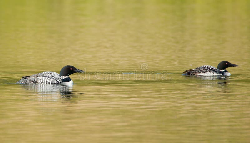 The Great Northern Loon stock image. Image of float, wing - 27168179