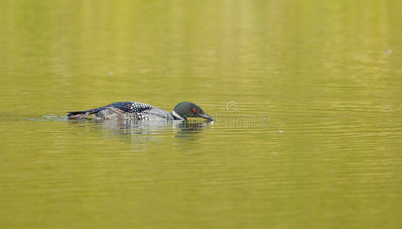 The Great Northern Loon stock image. Image of float, feather - 27168205